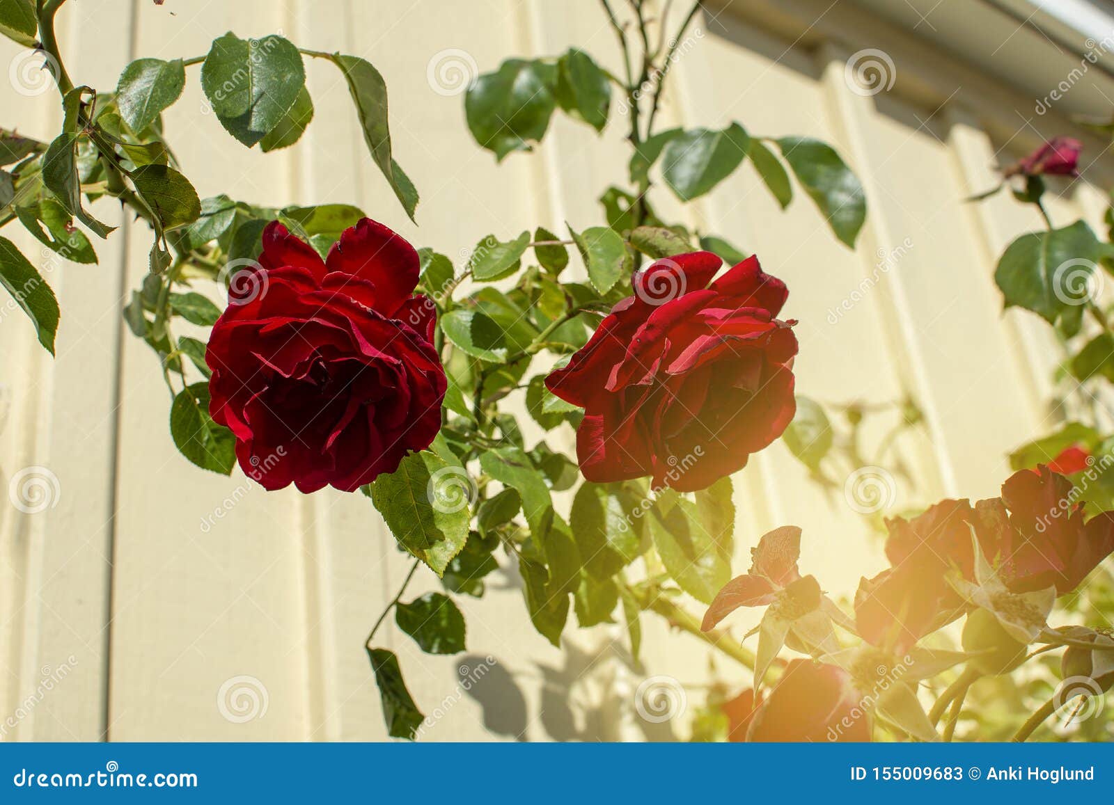 Closeup of Red Roses in Sunny Alley Stock Image - Image of summer, leaf ...