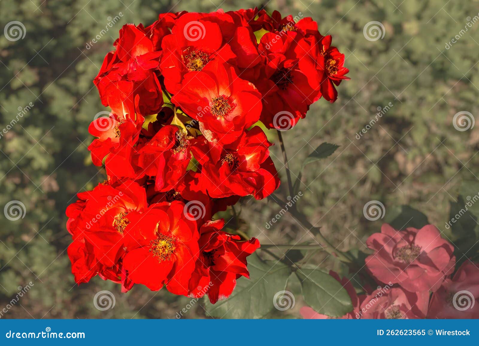 Closeup of Red Roses Under the Sunlight Stock Image - Image of elegant ...