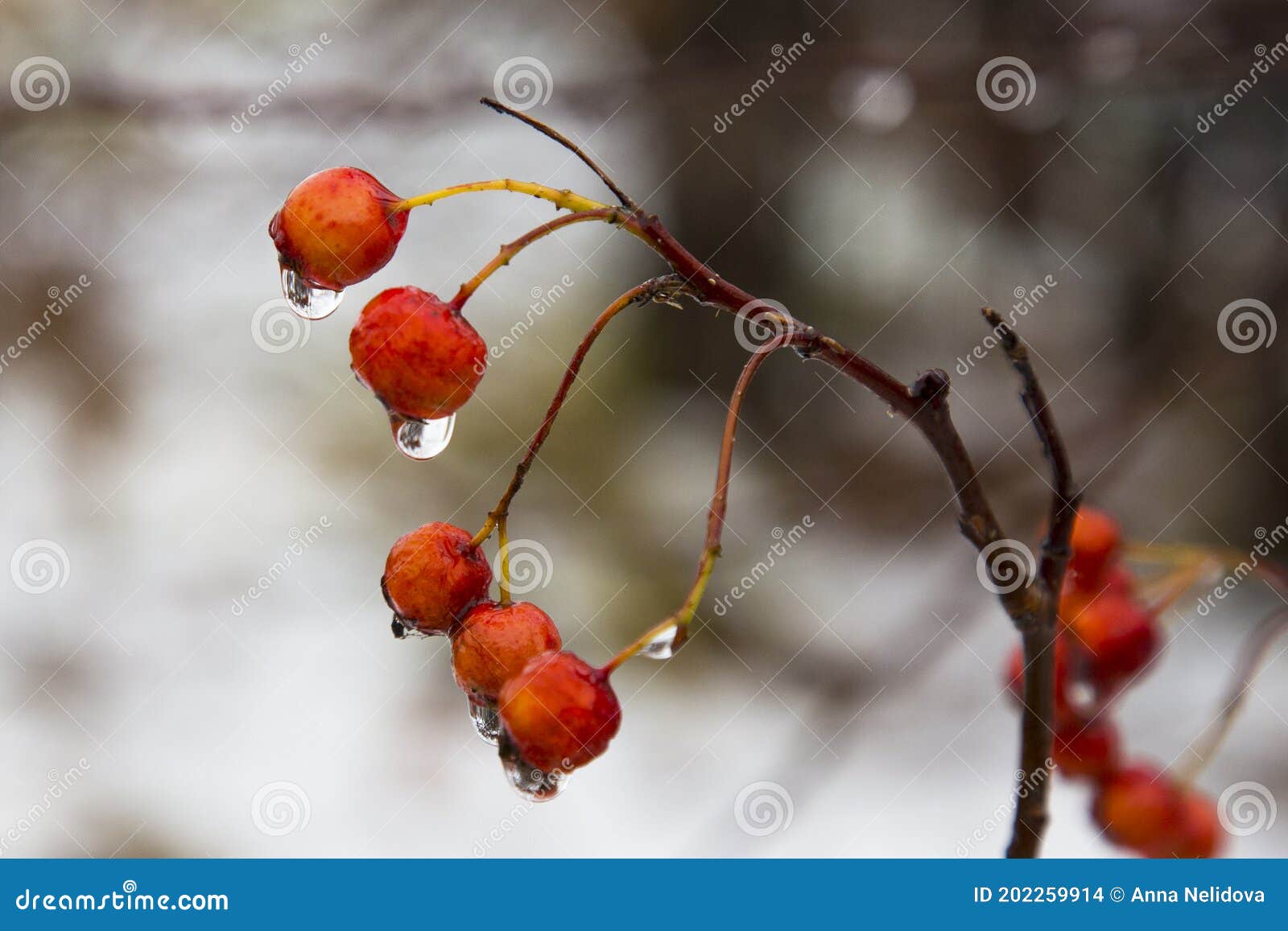 Closeup of Red Rowan Tree Berries on Bare Branches with Water Droplets ...