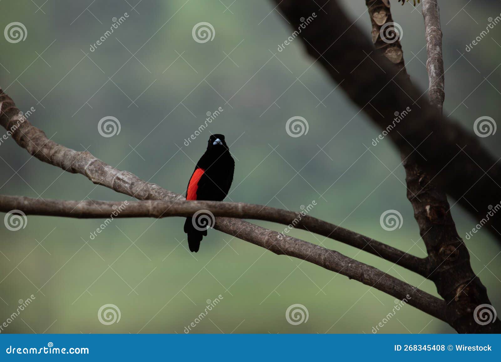 Painted Tanager Stock Photos - Free & Royalty-Free Stock Photos from ...