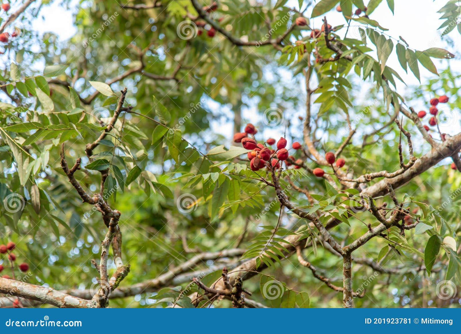 Closeup of Red Seed on the Tree Stock Image - Image of forest, tree ...