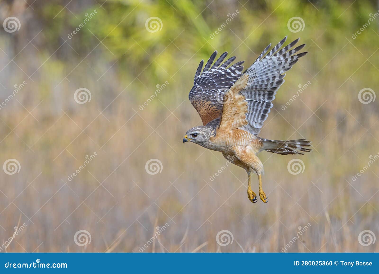 Red-Shouldered Hawk in Flight in a Dry Prairie Stock Photo - Image of ...