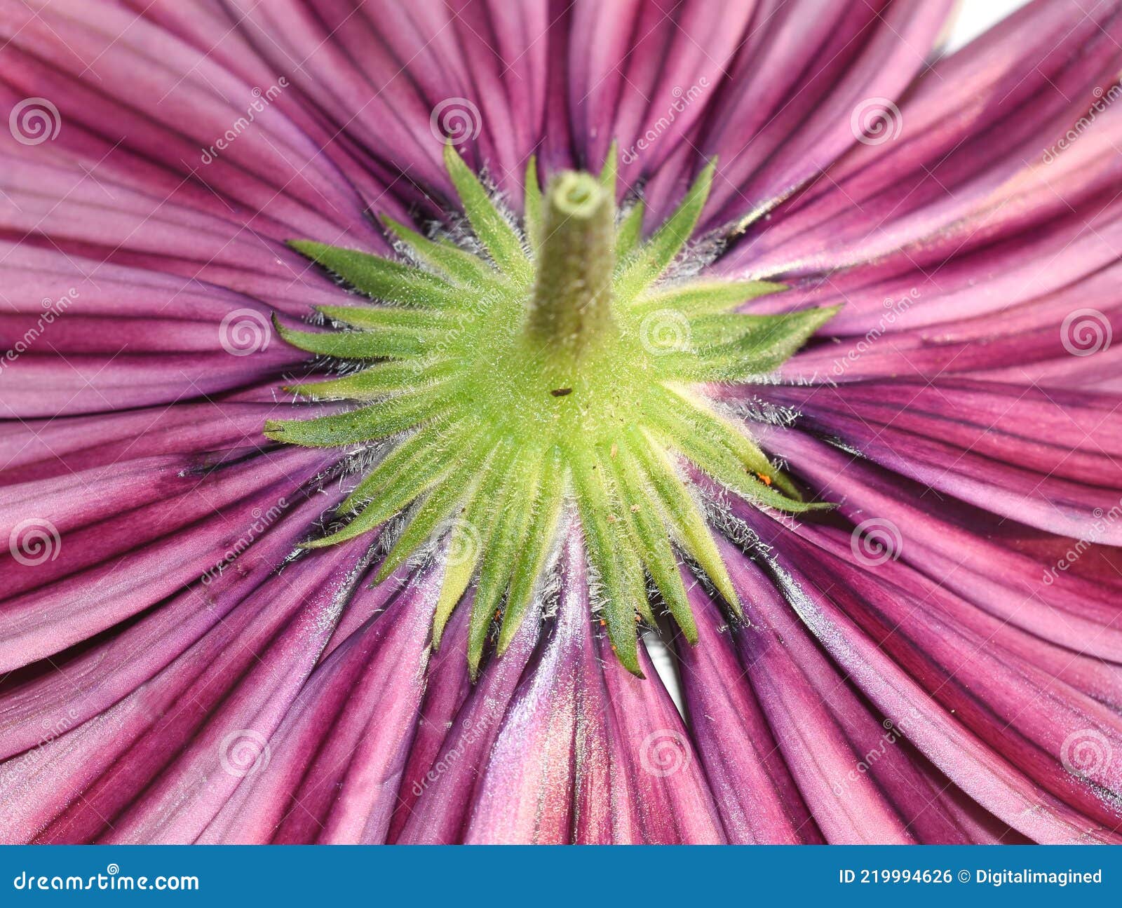 Closeup on a Red Spanish Marguerite Daisy Flower Underside Composite ...
