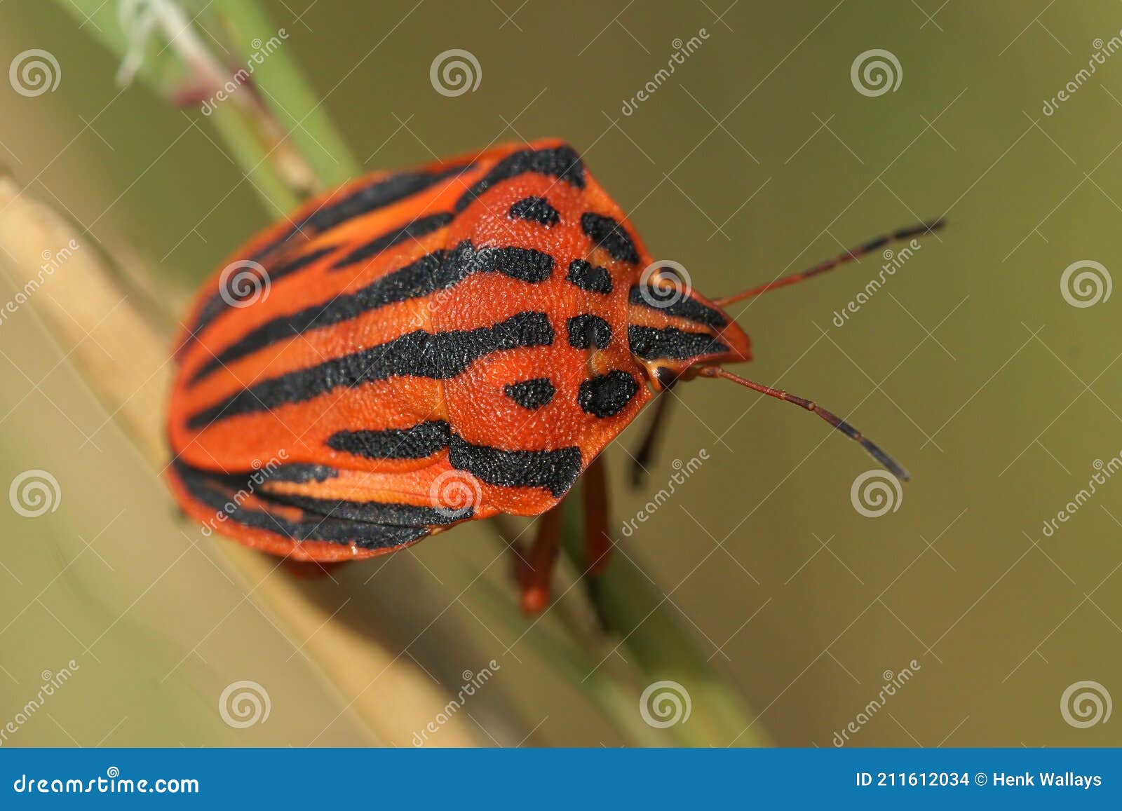 Closeup on the Red Squash Bug , Graphosoma Semipunctatum in Gard Stock ...