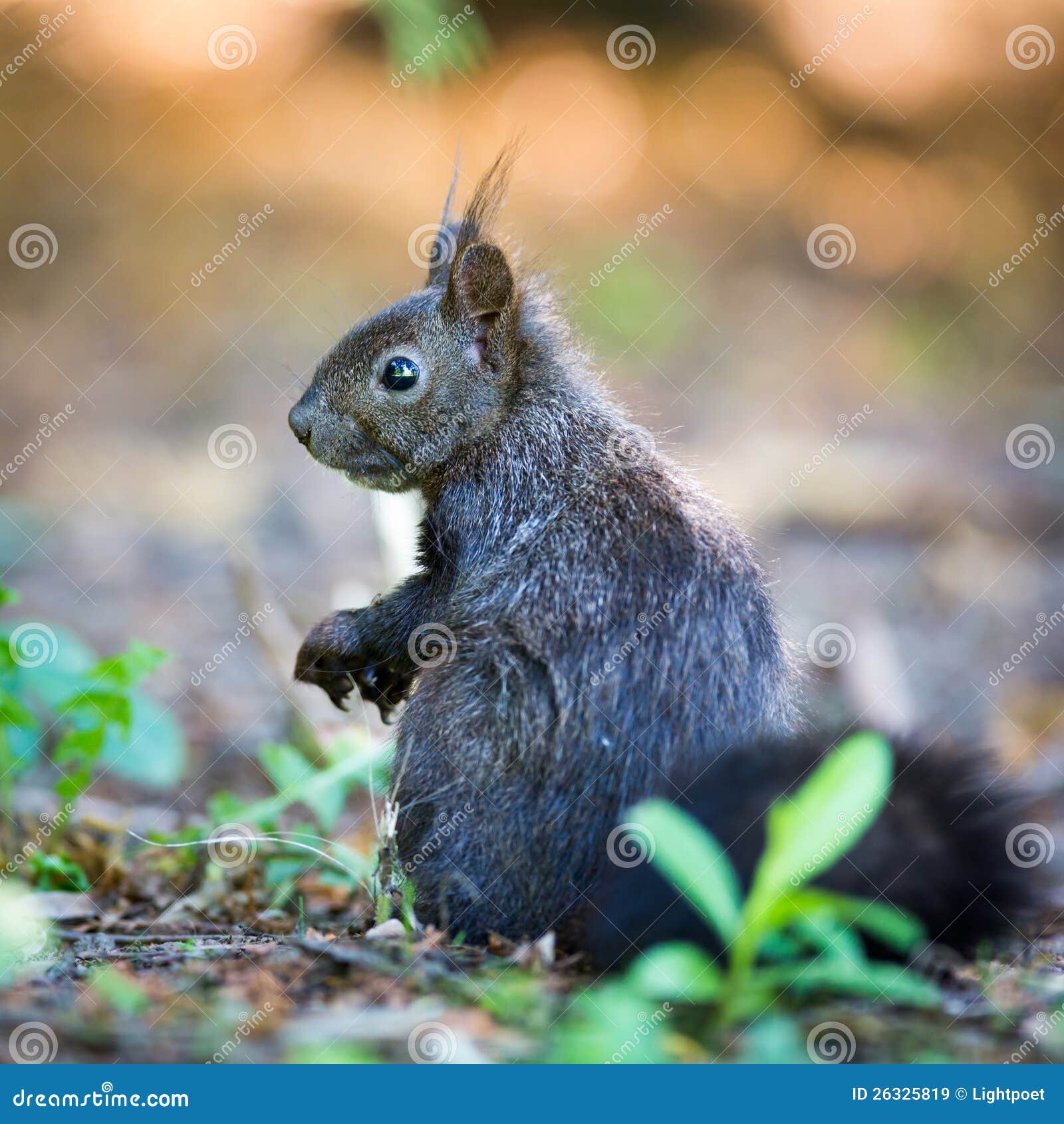 Closeup of a red squirrel stock image. Image of europe - 26325819