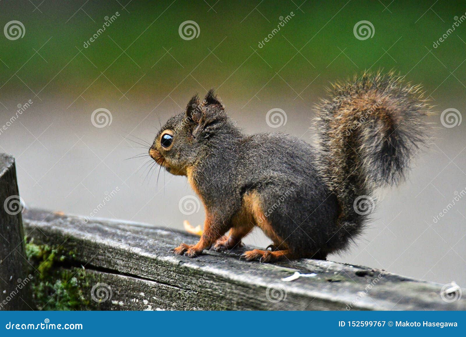 A closeup of Red Squirrel. stock image. Image of grey - 152599767