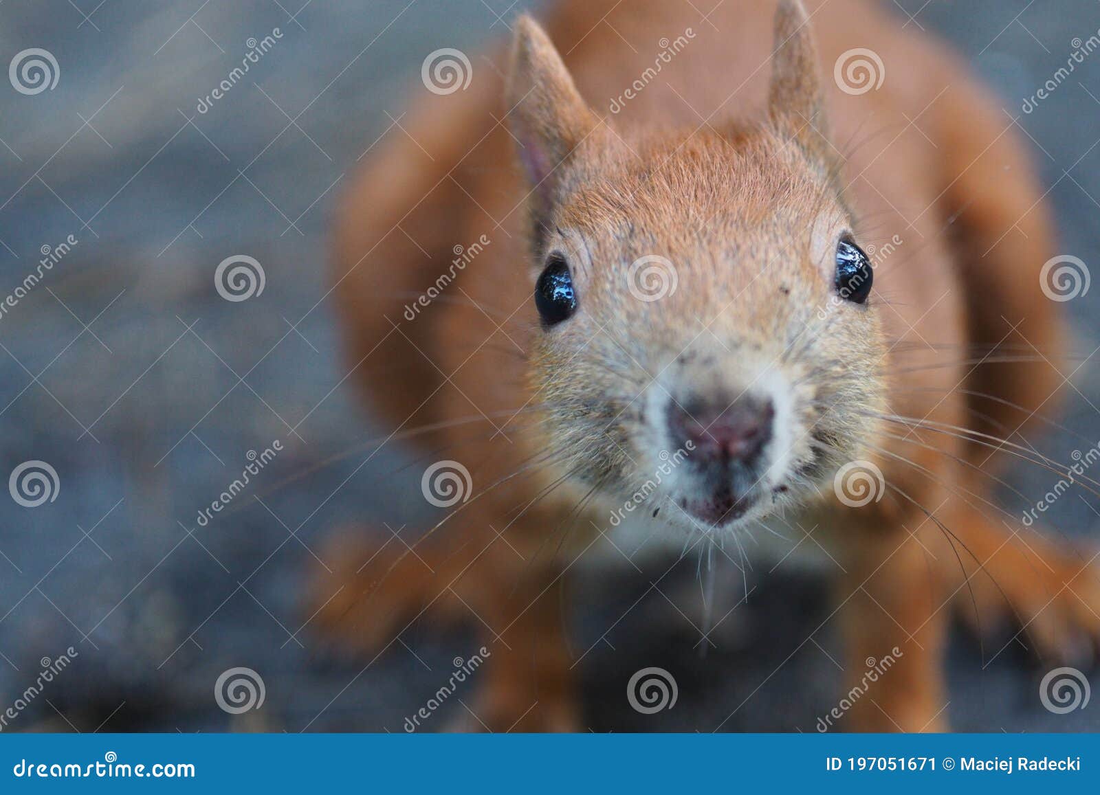 Closeup of a Red Squirrel`s Face Stock Image - Image of view, vulgaris ...