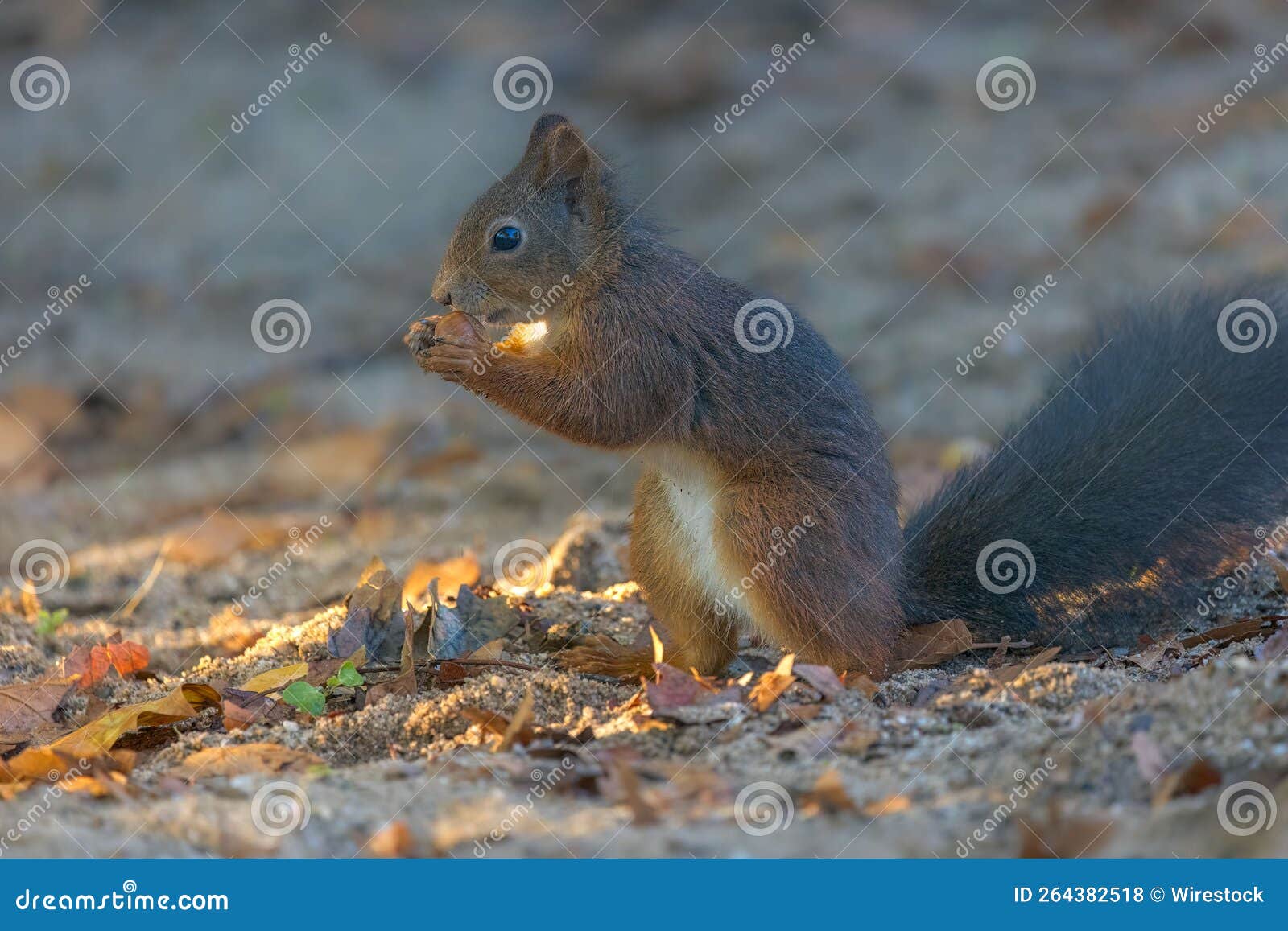 Closeup of a Red Squirrel (Sciurus Vulgaris) with a Hazelnut in Its ...