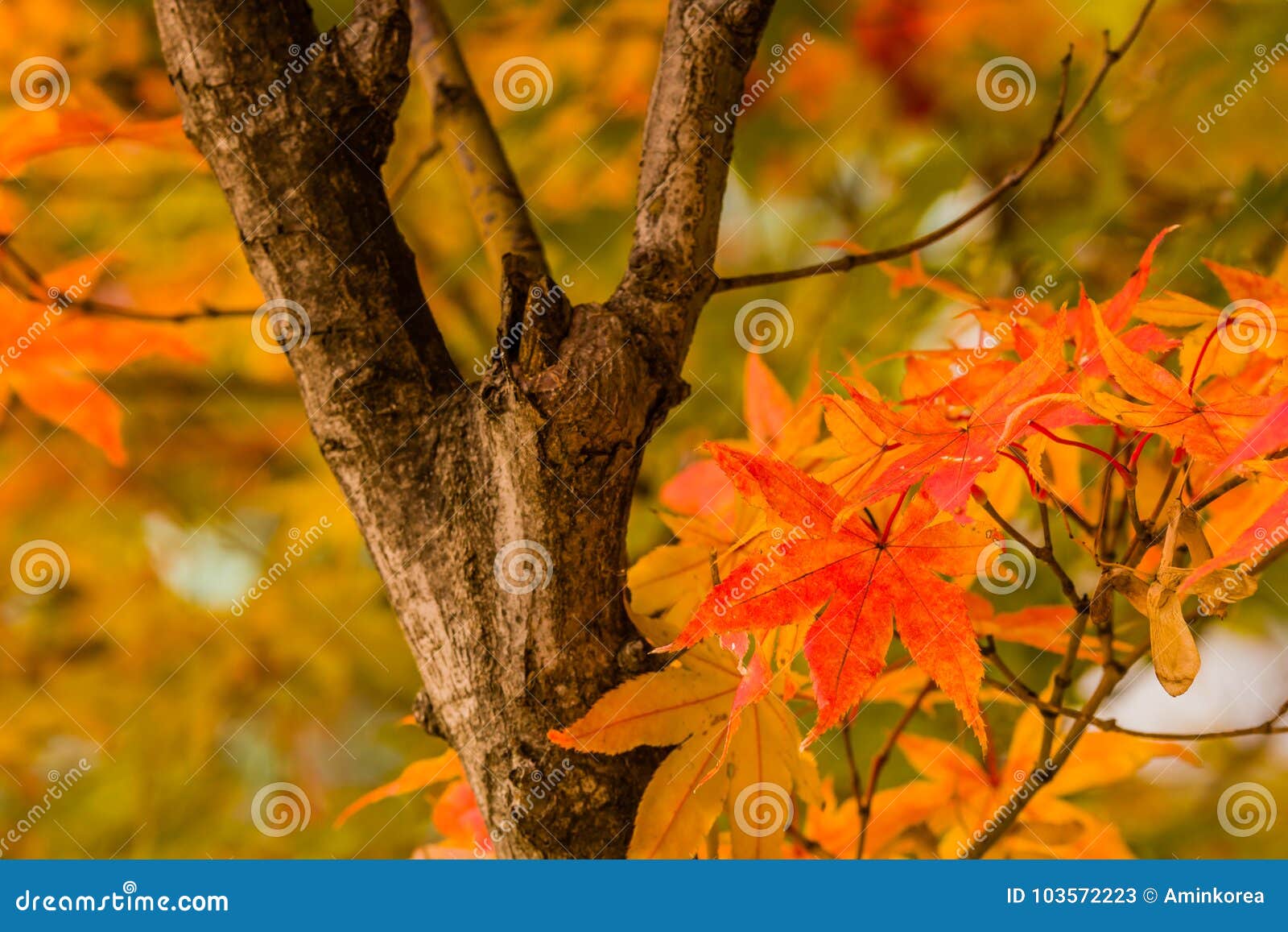 Closeup of a Red Sugar Maple Leaf Stock Image - Image of background ...