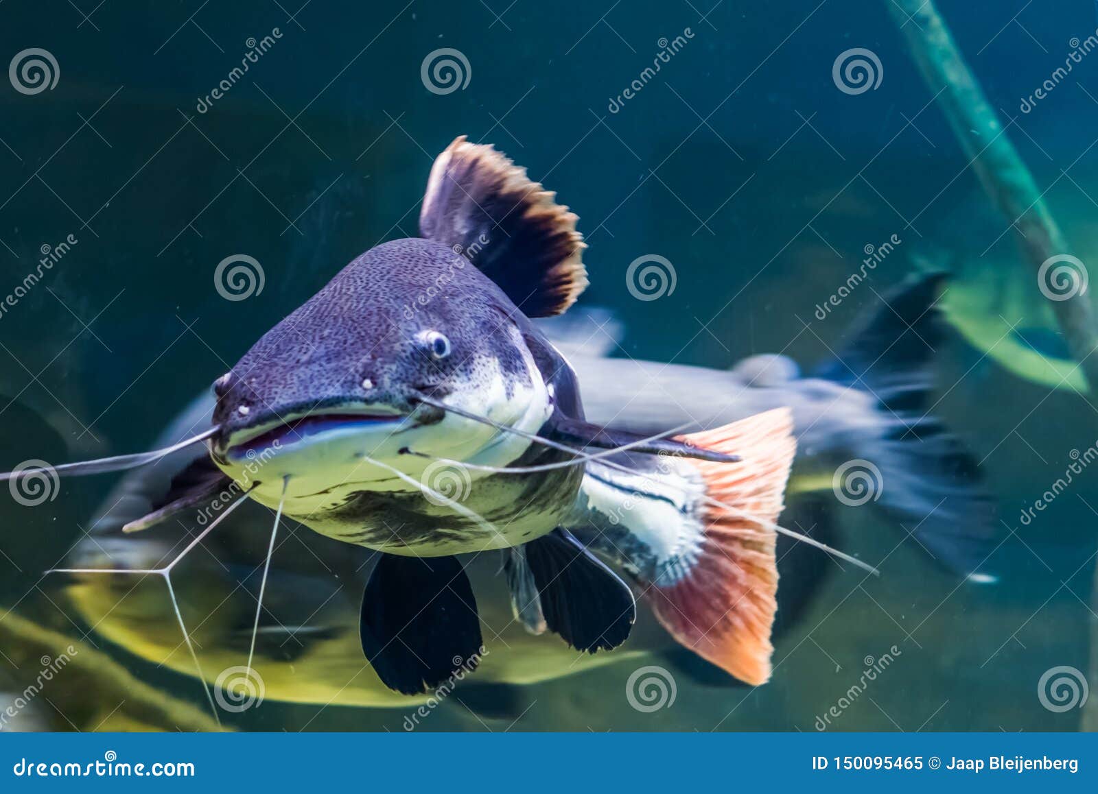 Closeup of a Red Tail Cat Fish, Big Tropical Fish from the Amazon Basin ...
