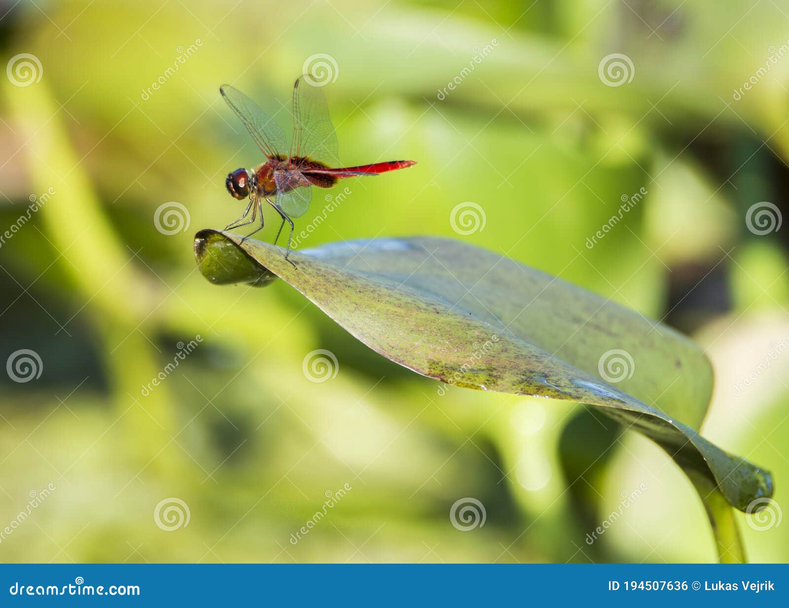 Closeup of a Red Tailed Dragonfly, Borneo Stock Photo - Image of ...