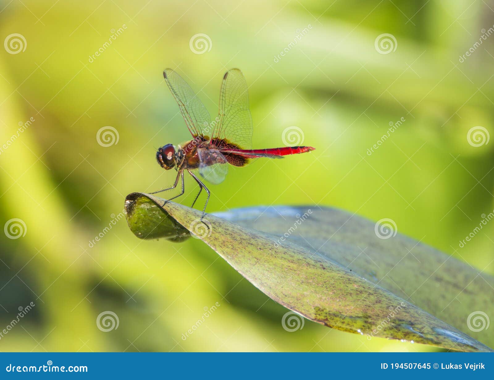 Closeup of a Red Tailed Dragonfly, Borneo Stock Image - Image of sabah ...