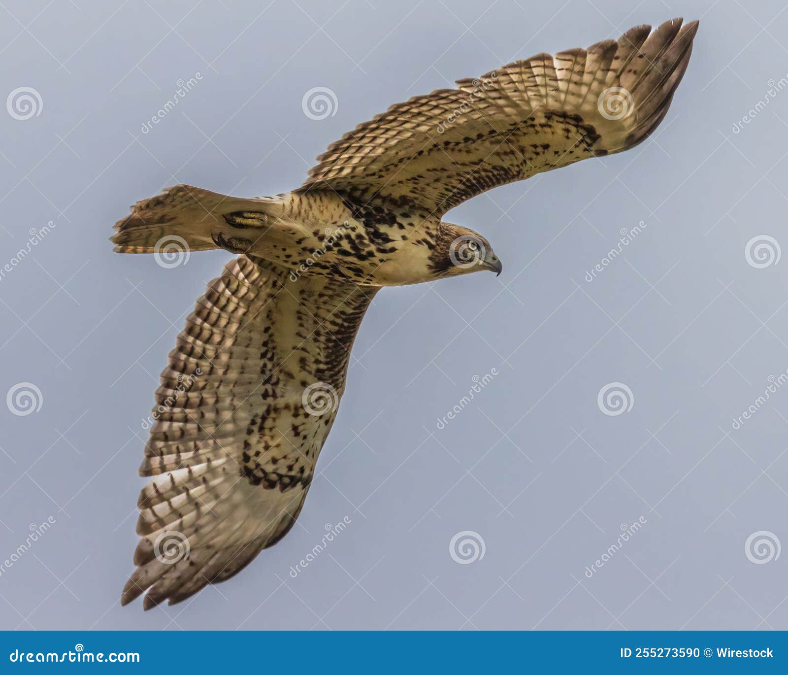 Closeup of a Red-tailed Hawk Flying with Spread Wings Stock Photo ...