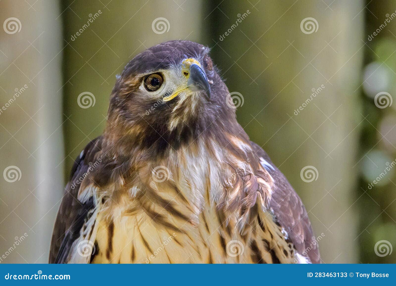 Red-tailed Hawk Looking Up stock image. Image of avia - 283463133