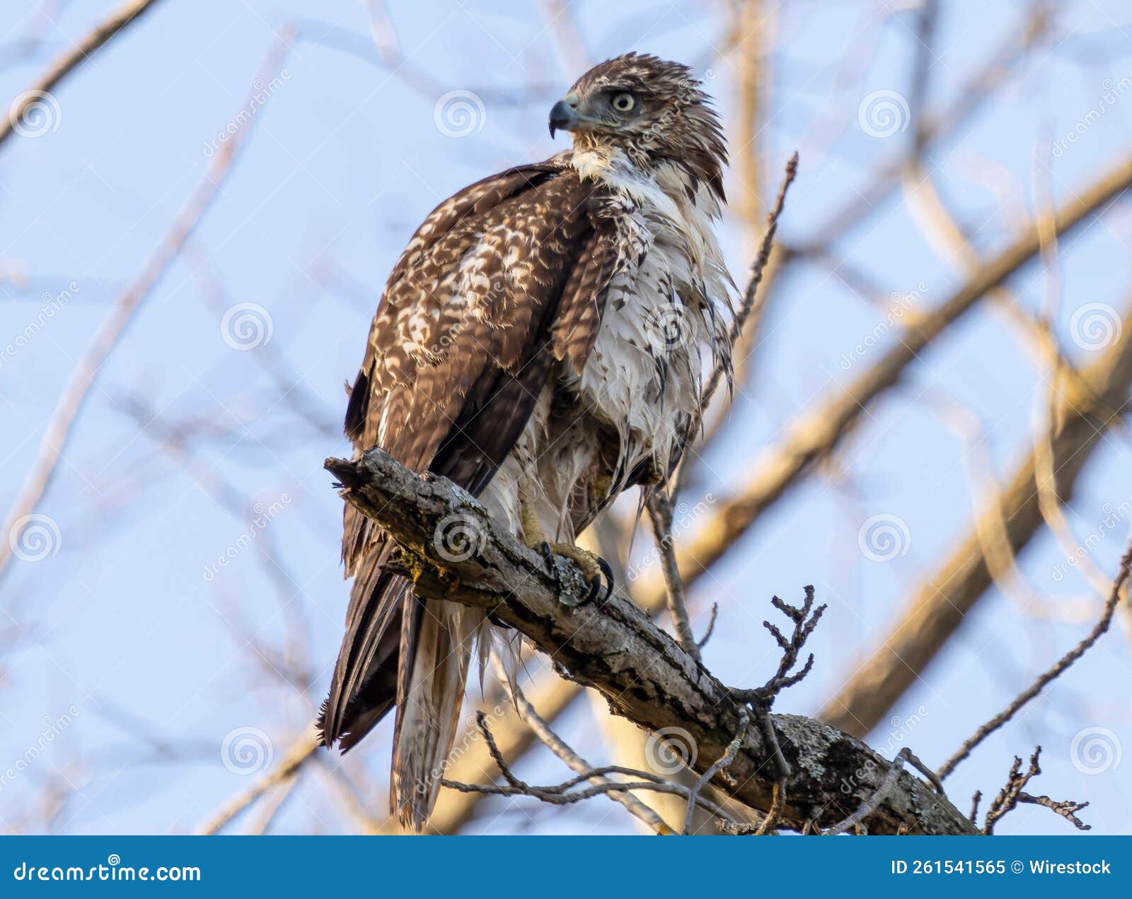 Closeup of a Red-tailed Hawk Perching on a Sunlit, Deciduous Tree ...
