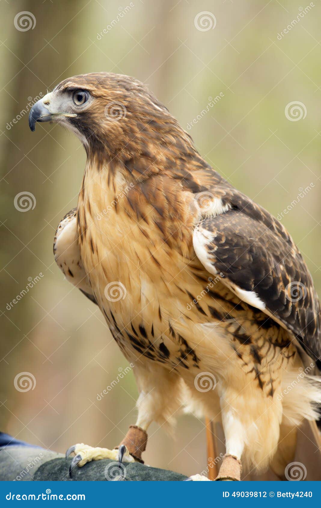 Closeup Of A Red-Tailed Hawk Bird Of Prey Raptor Sitting On The Ground ...