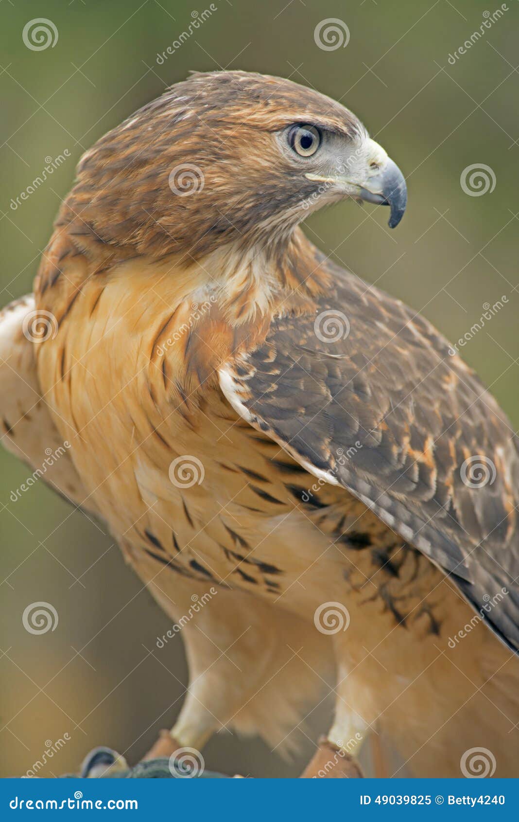 Closeup Red Tailed Hawk in Rehab. Stock Image - Image of beak, predator ...