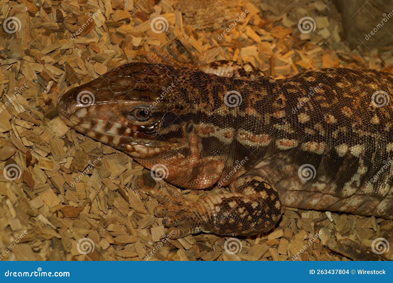 Closeup of Red Tegu Lizard in the Enclosure in the Zoo Stock Photo ...