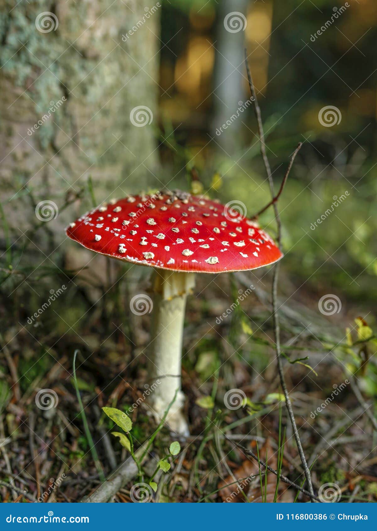Red Toadstool in the Forest Stock Photo - Image of wood, food: 116800386