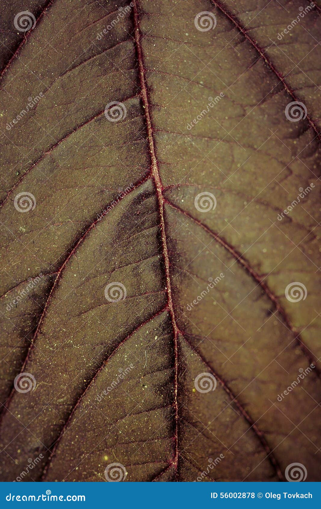 Closeup Red Tree Leaves Texture Stock Photo - Image of environment ...