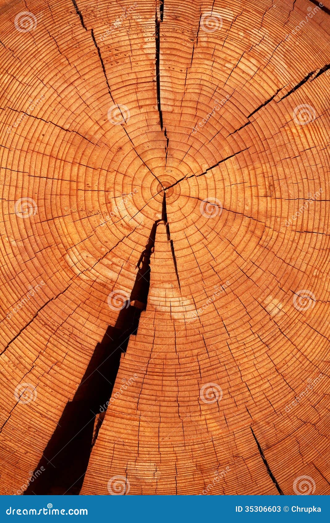 Closeup of Red Tree Trunk Texture Stock Image - Image of life, plank ...