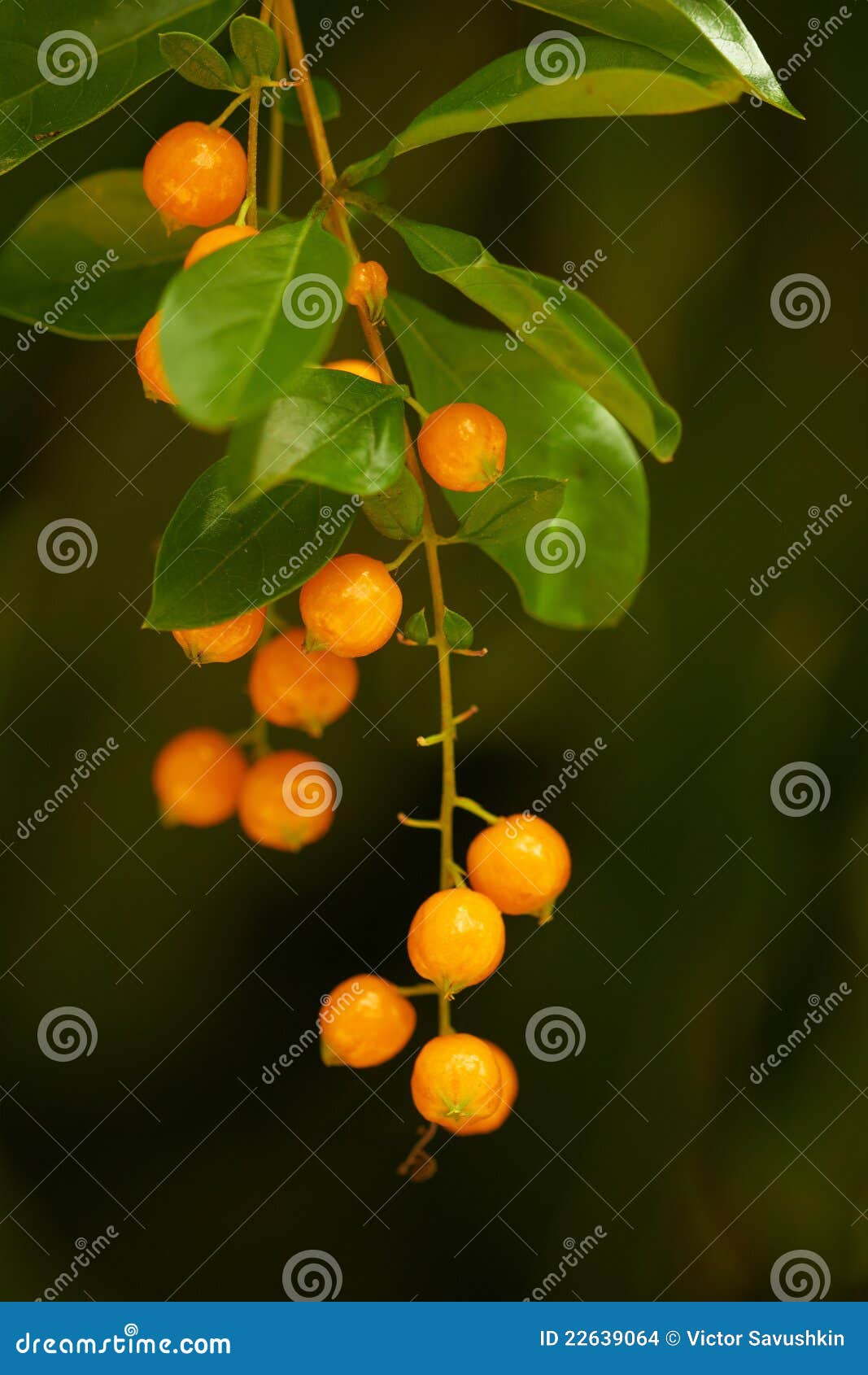 Closeup of Red Tropical Berries - Twig Macro Stock Photo - Image of ...