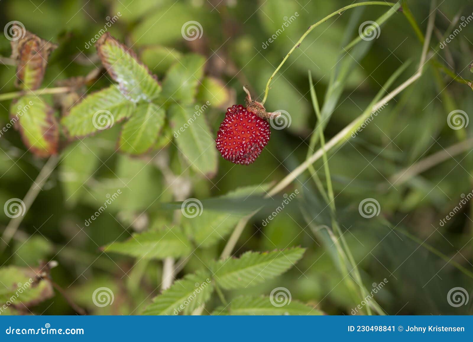 Closeup of Red Wild Raspberry on a Stem in Forest Stock Image - Image ...