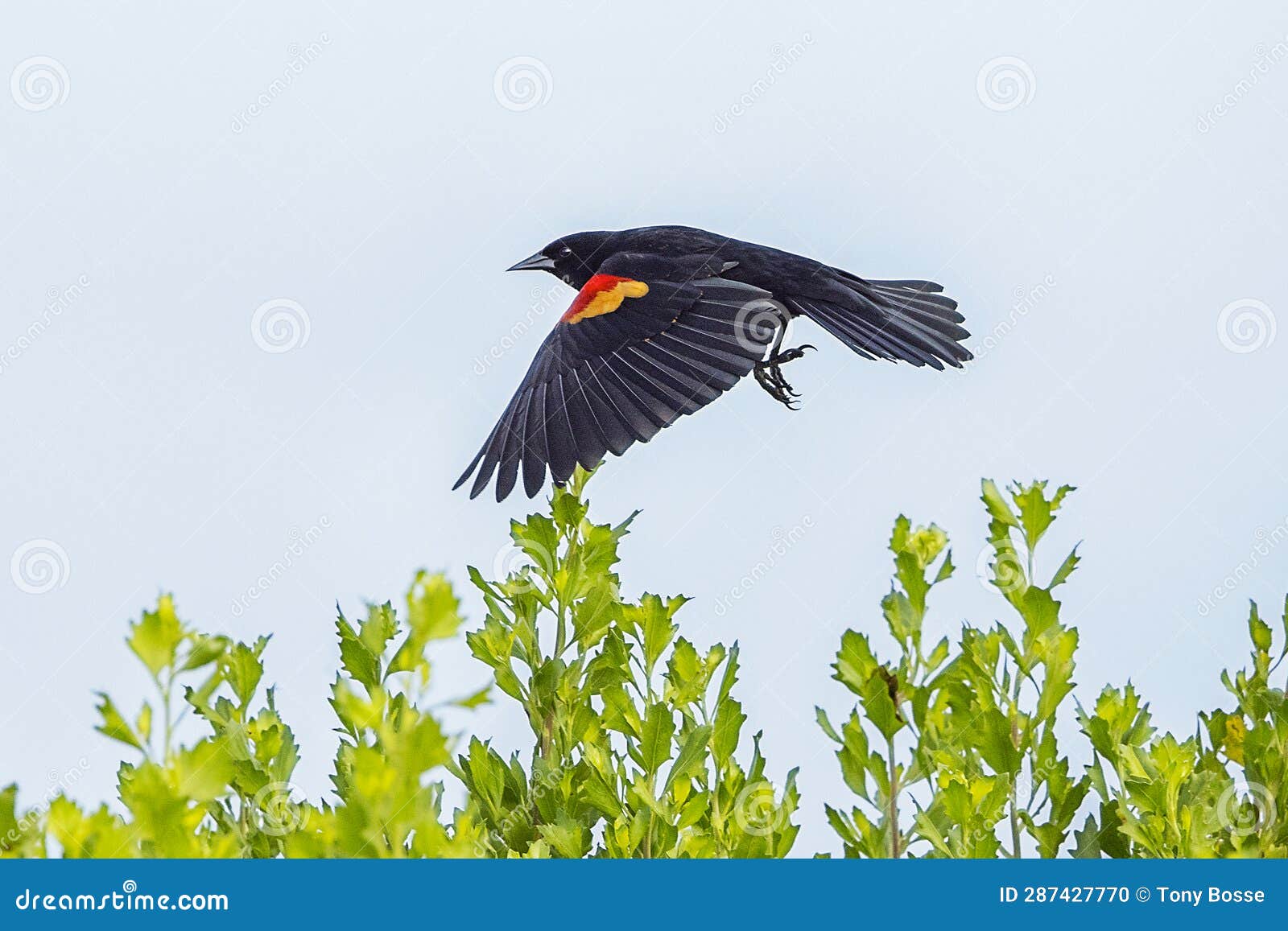 Red-winged Blackbird in Flight Stock Photo - Image of songbird, nature ...
