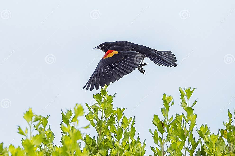 Red-winged Blackbird in Flight Stock Photo - Image of songbird, nature ...