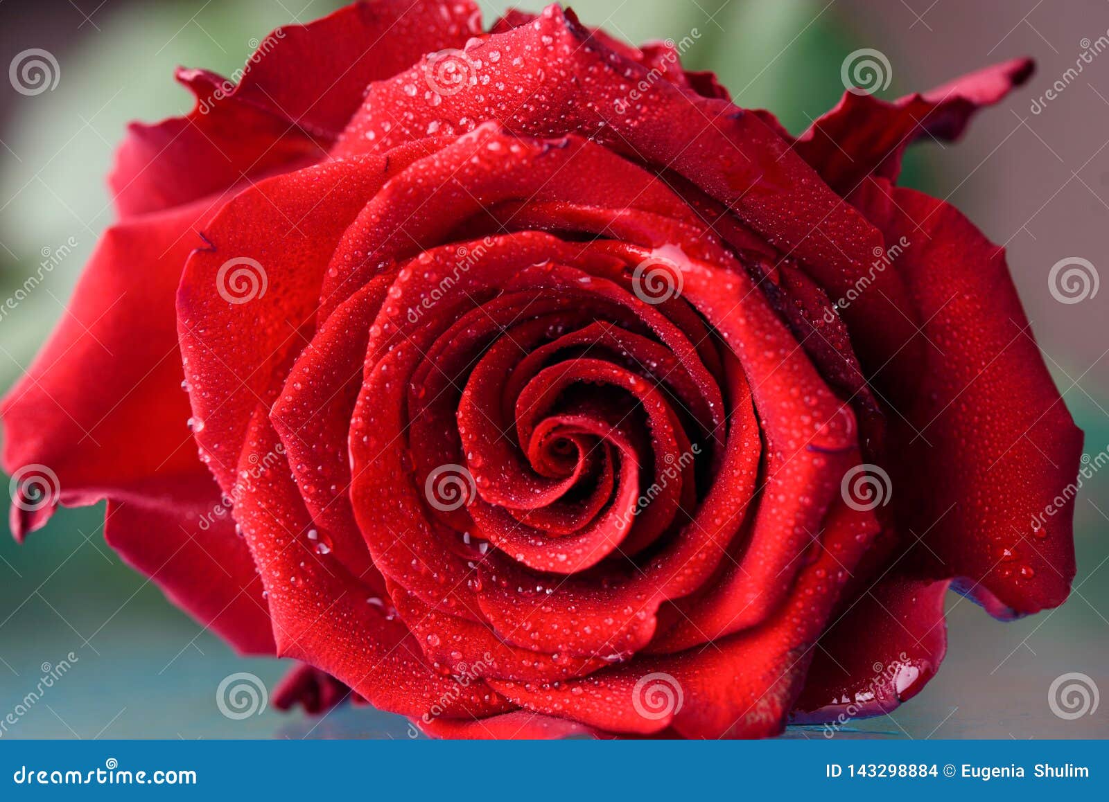 Red rose with reflection stock photo. Image of background - 143298884