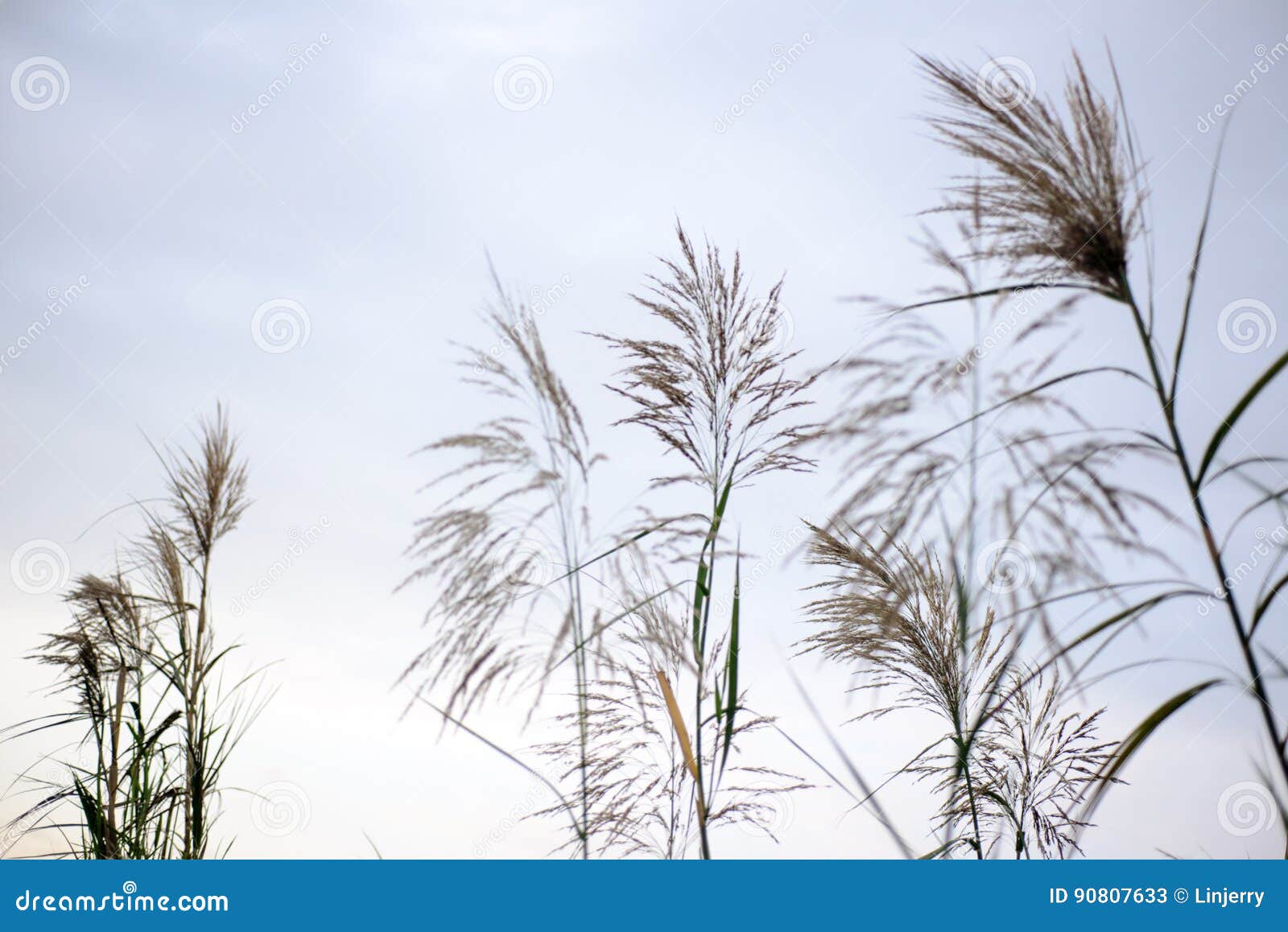 Closeup of reed flower stock image. Image of beauty, feathery - 90807633
