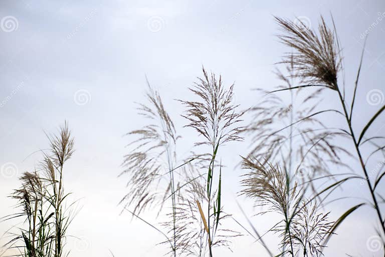 Closeup of reed flower stock image. Image of beauty, feathery - 90807633