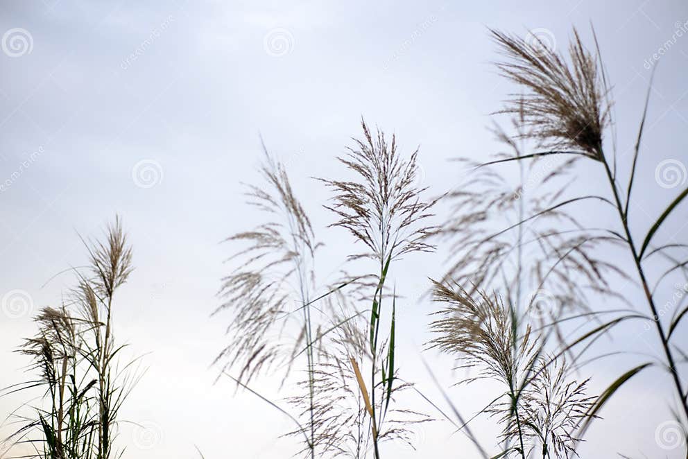 Closeup of reed flower stock image. Image of beauty, feathery - 90807633
