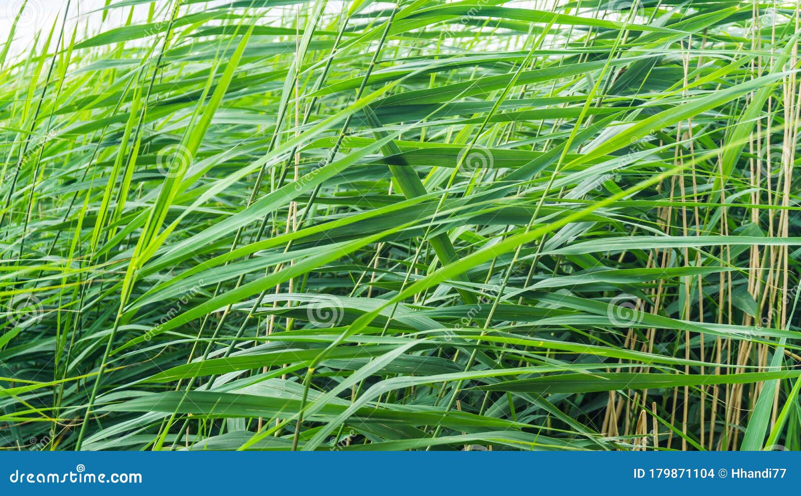 Closeup of Reed Grass Field Stock Photo - Image of leaf, garden: 179871104