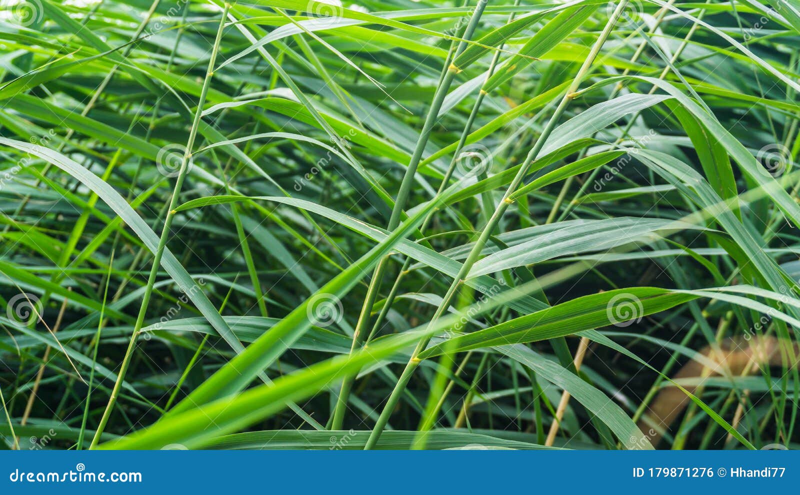 Closeup of Reed Grass Field Stock Photo - Image of bright, summer ...