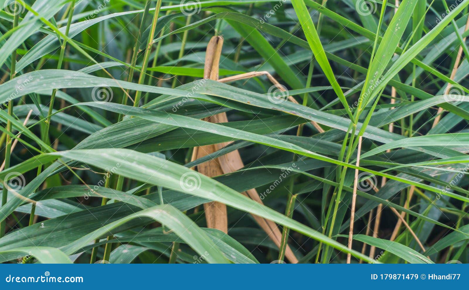 Closeup Of Reed Grass Field Stock Image Image Of Background Outdoor 179871479