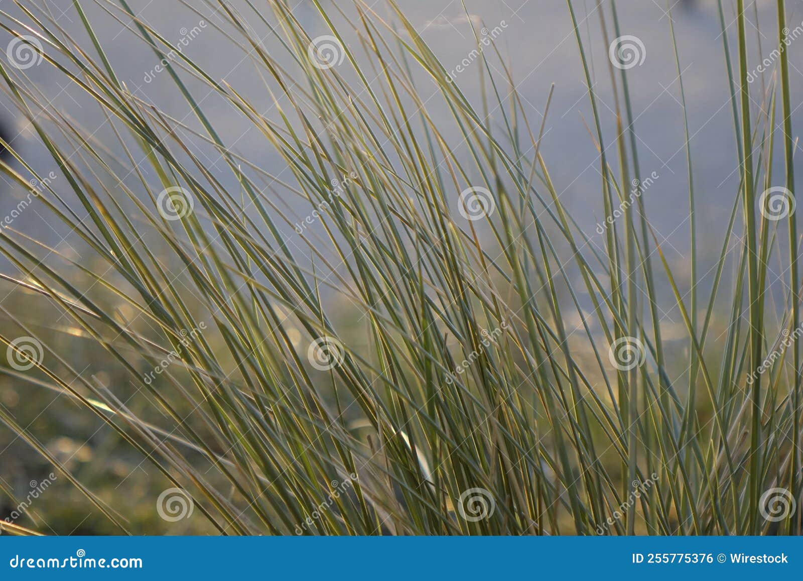 Closeup of Reed Growing in a Field Stock Photo - Image of rural, park ...