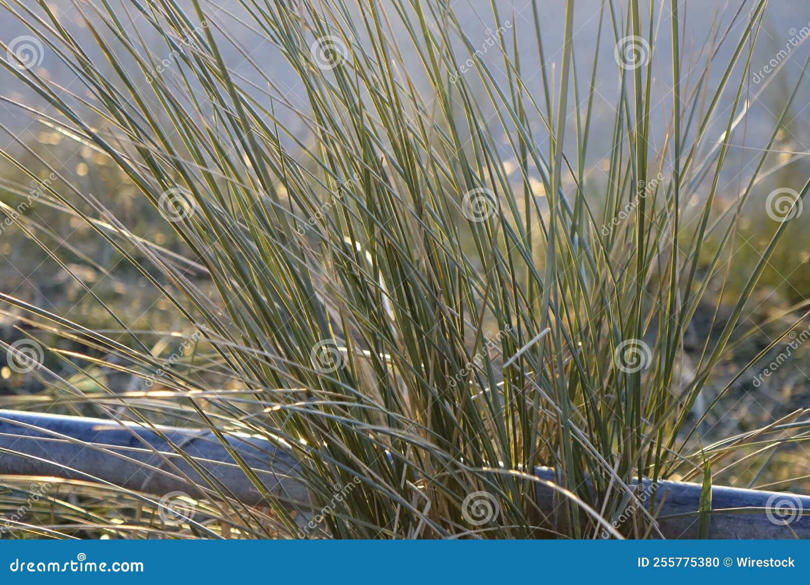 Closeup of Reed Growing in a Field Stock Photo - Image of lawn, grass ...