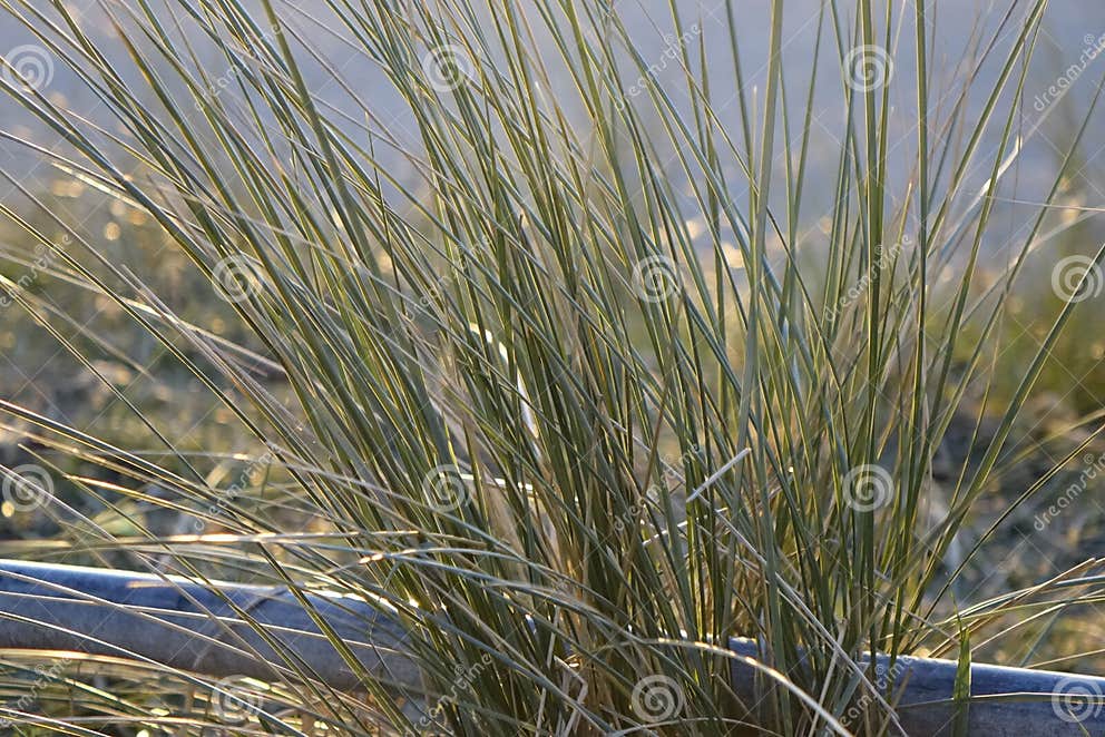 Closeup of Reed Growing in a Field Stock Photo - Image of lawn, grass ...