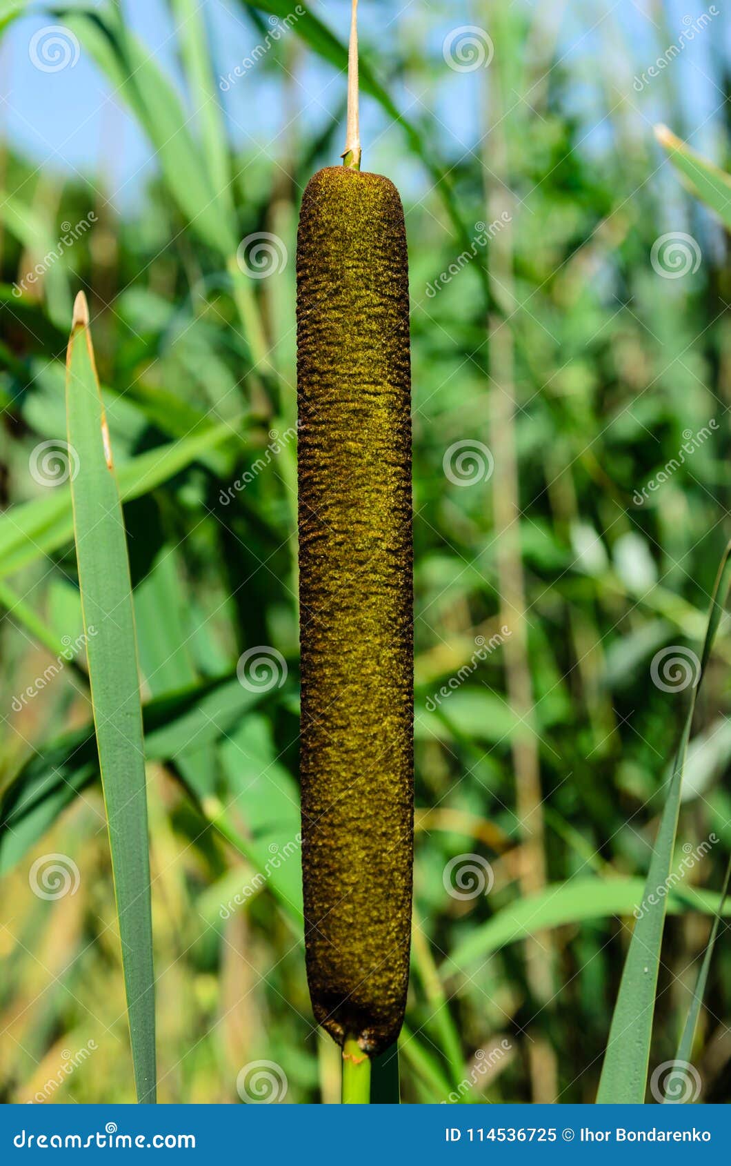 Closeup of the reed plant stock image. Image of marsh - 114536725