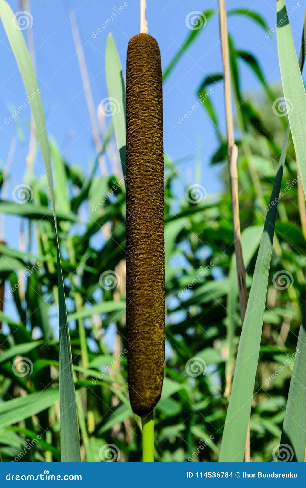 Closeup of the reed plant stock photo. Image of marsh - 114536784
