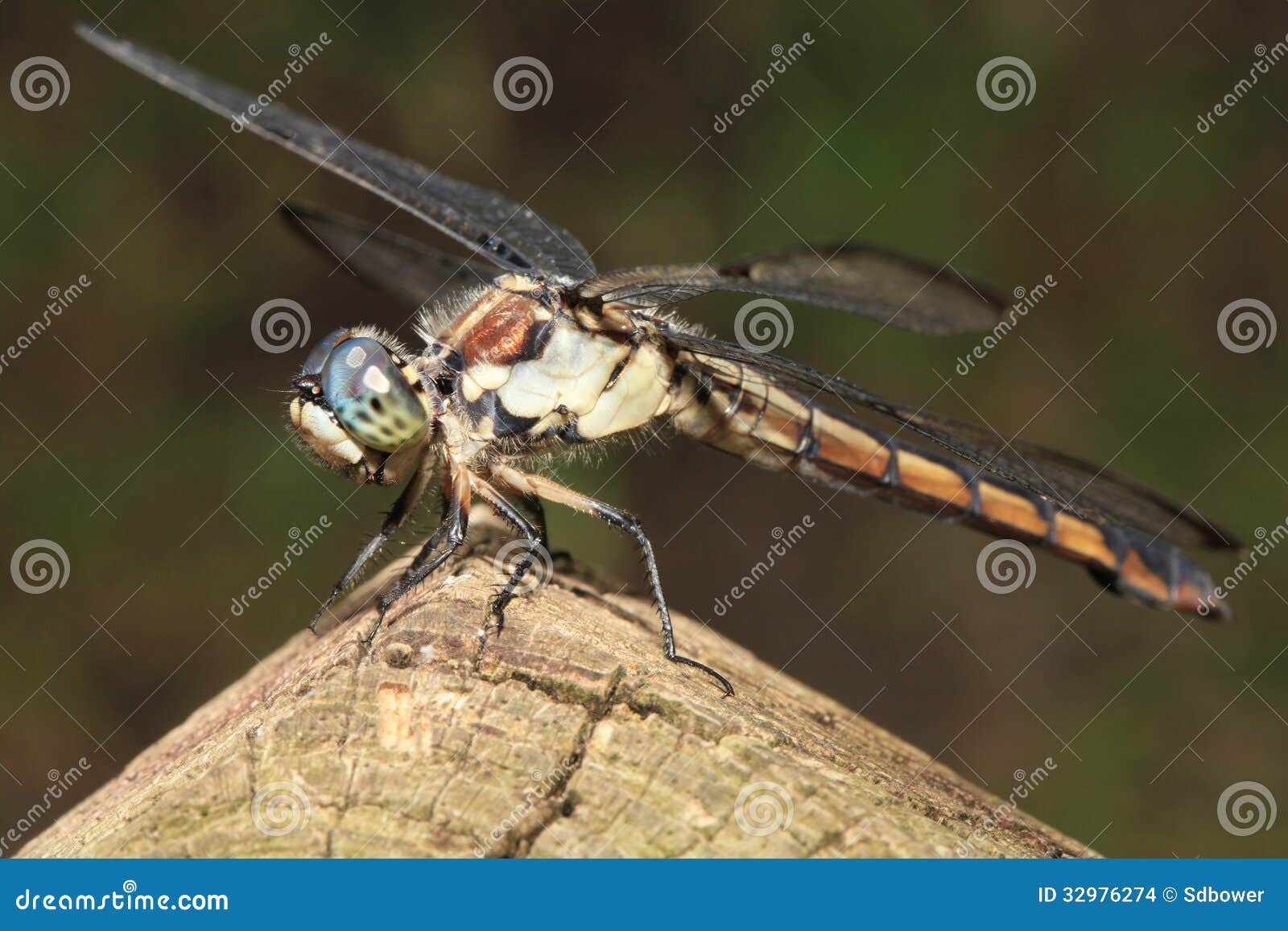 Closeup of Regal Darner Dragonfly Stock Photo - Image of carnivore ...