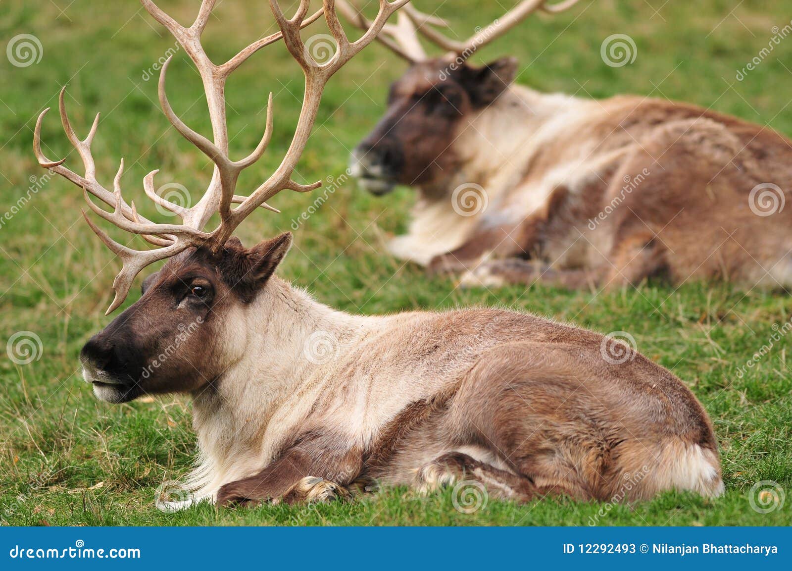 Closeup of reindeers stock image. Image of hunt, shot - 12292493