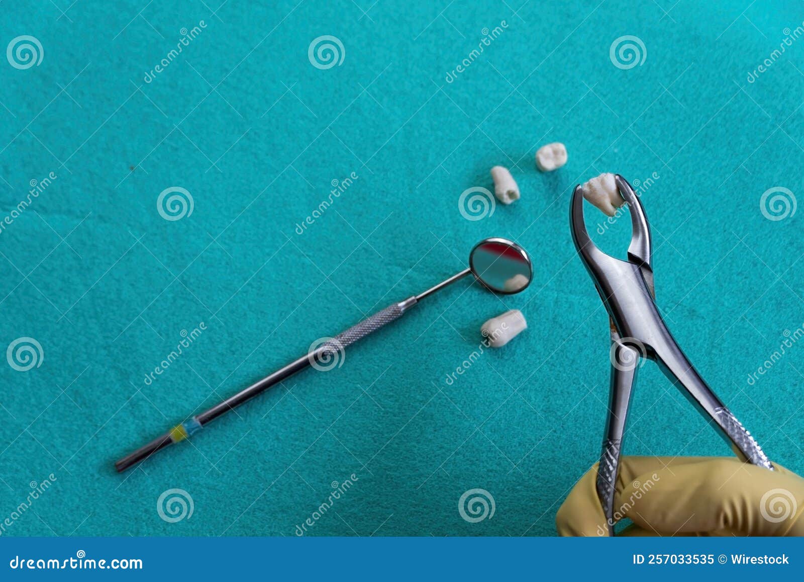 Closeup of Removed Teeth with Extraction Forceps with the Blue ...