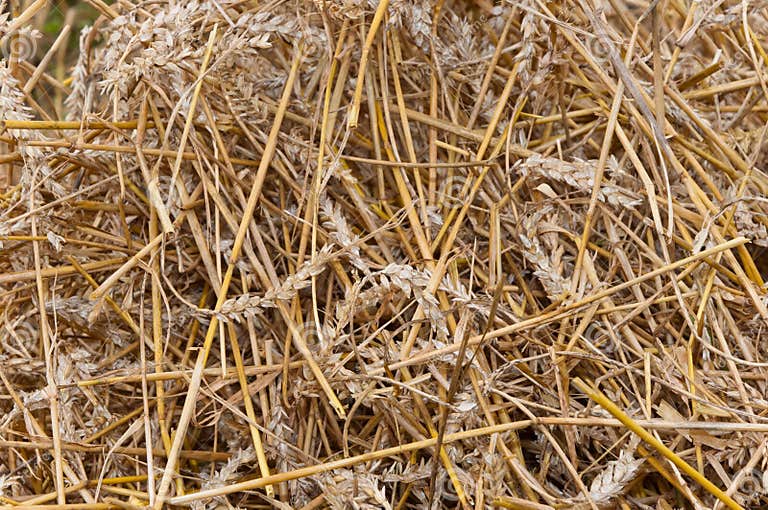 Closeup of Residual Straw after Grain Processing Stock Photo - Image of ...