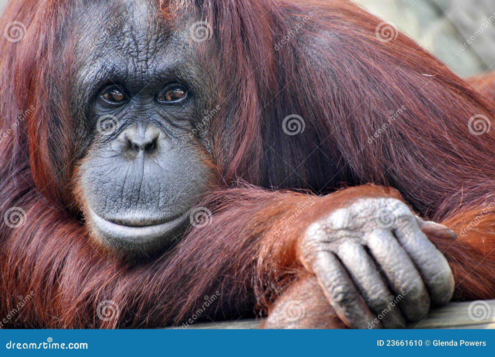 Closeup Resting Orangatang stock photo. Image of primate - 23661610