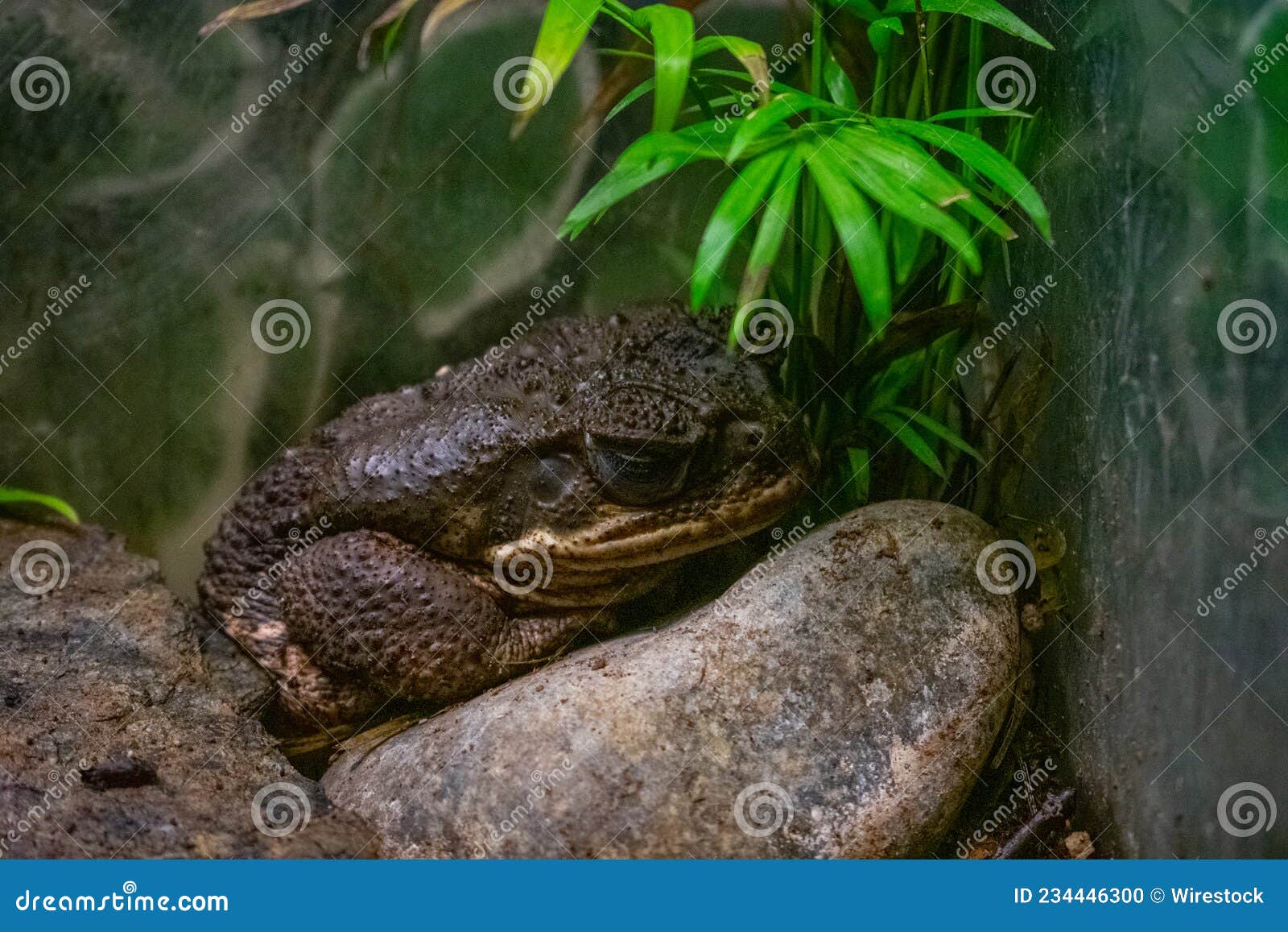 Closeup of the Resting Toad. Stock Photo - Image of single, resting ...