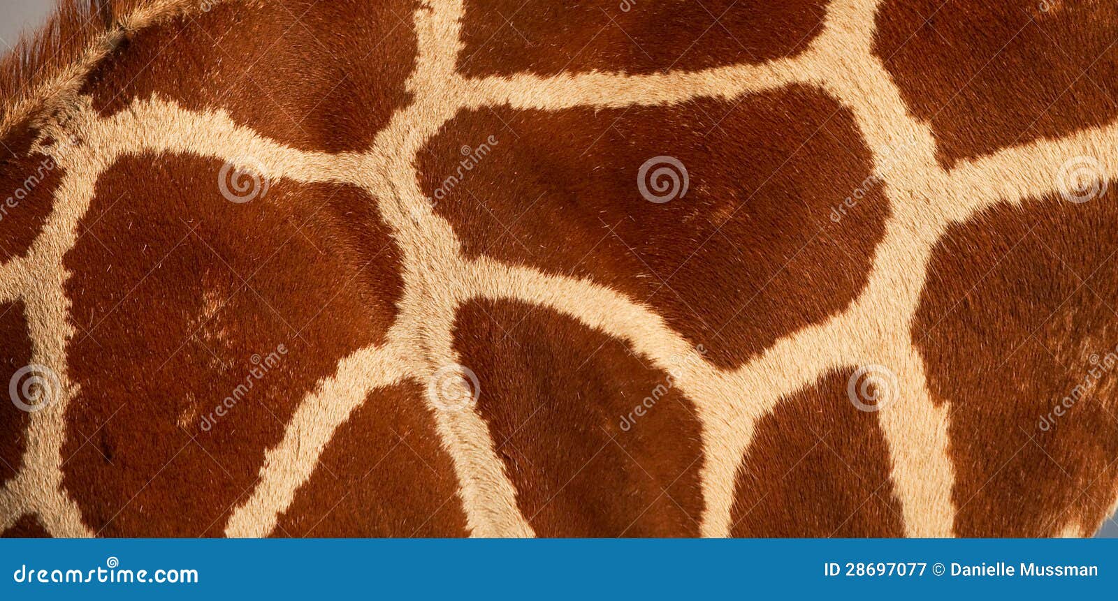Closeup of Reticulated Giraffe Pattern Stock Image - Image of wildlife ...