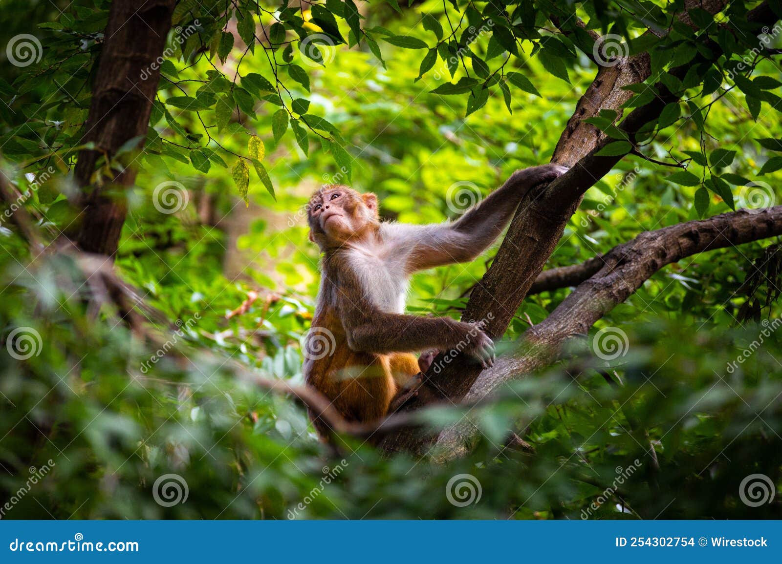 Closeup of a Rhesus Macaque on a Tree. Macaca Mulatta Stock Photo ...