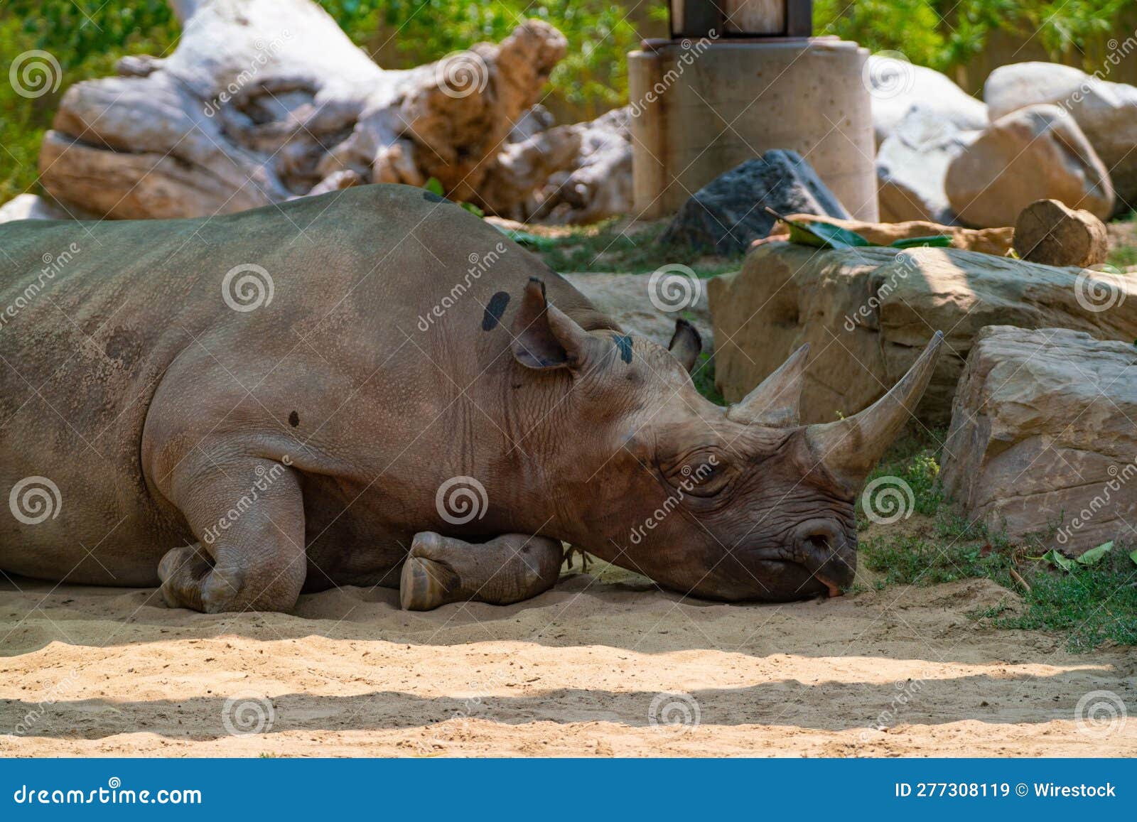 Closeup of a Rhino Lying Down in the Shadows in a Zoo Stock Image ...